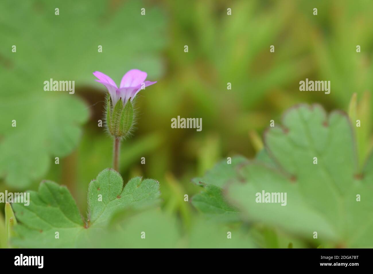 Macro photograph of a wild flower of the Geranium rotundifolium species ...