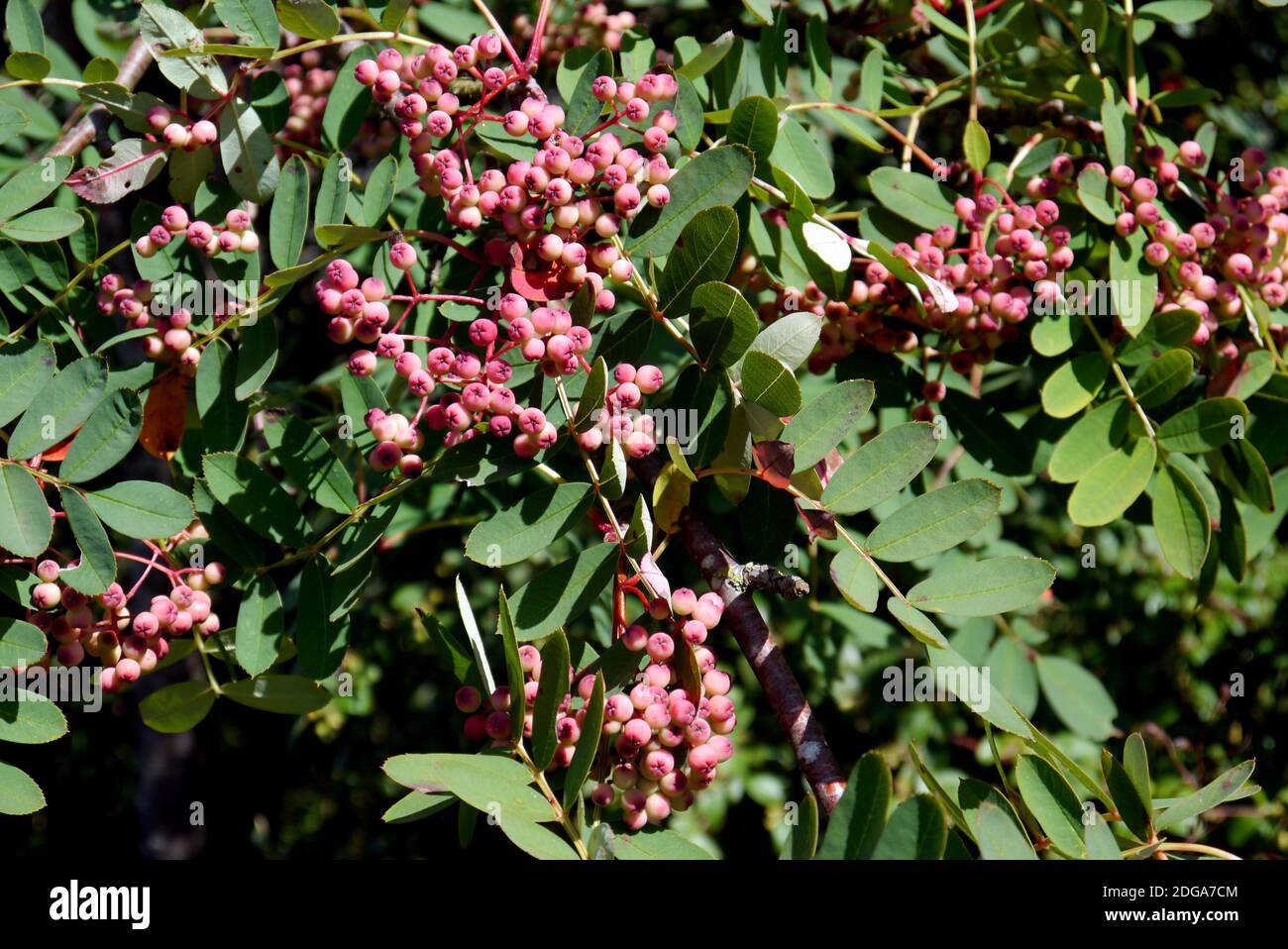 Pink Berries on Sorbus pseudohupehensis 'Pink Pagoda' Rowan Tree grown ...