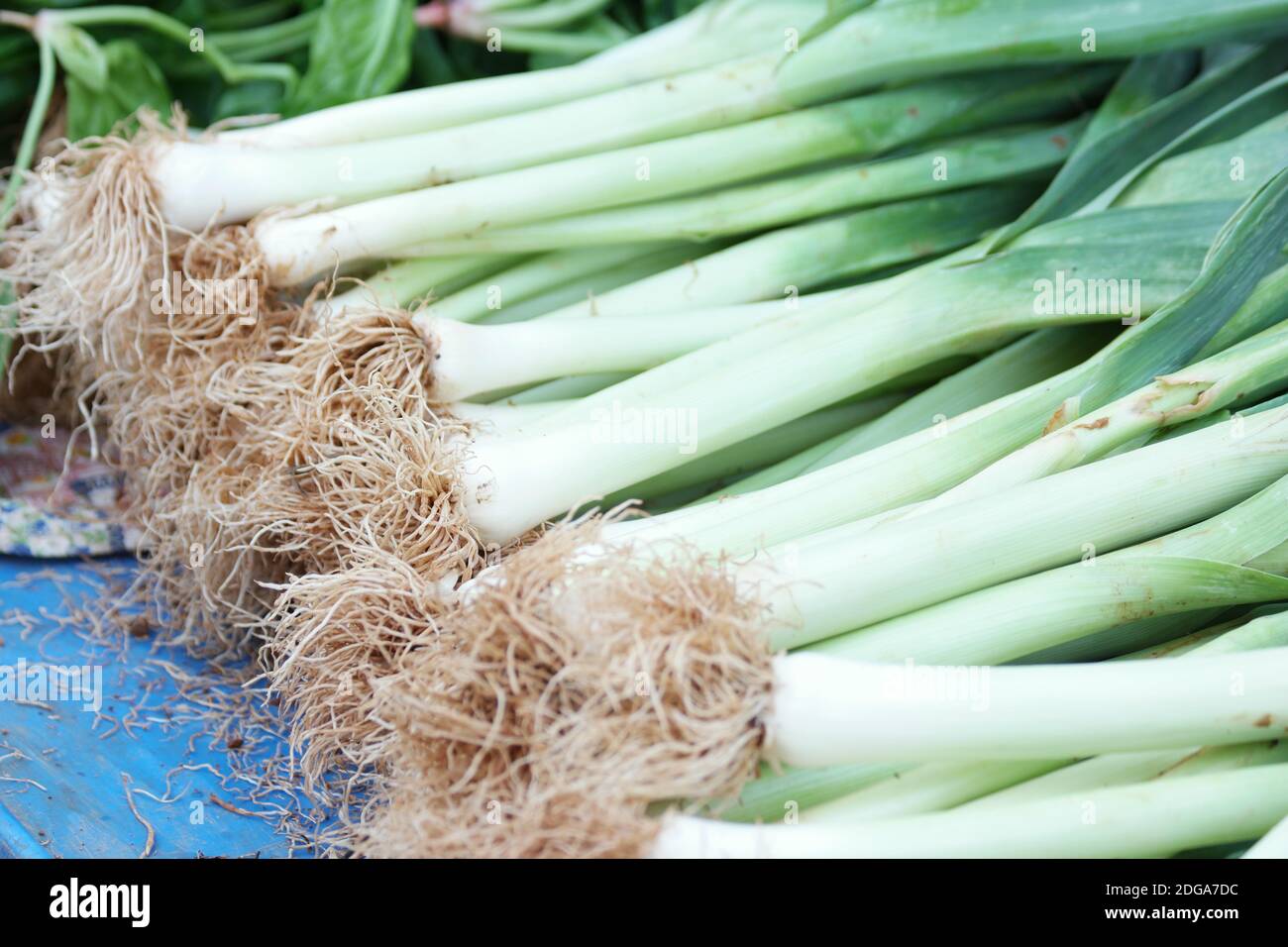 Close up leek herbs salad hi-res stock photography and images - Alamy
