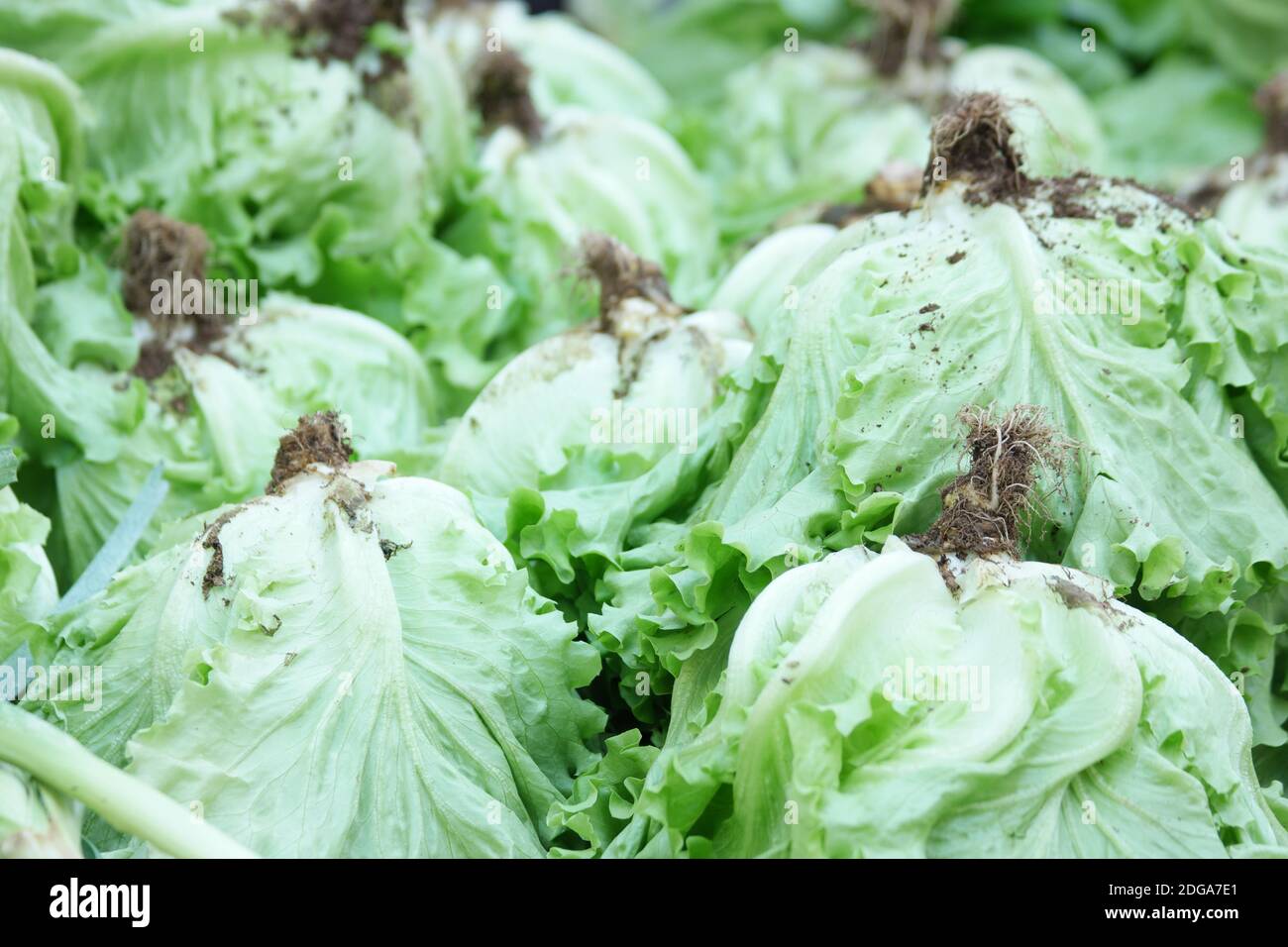 Close up fresh green iceberg lettuce with roots Stock Photo - Alamy