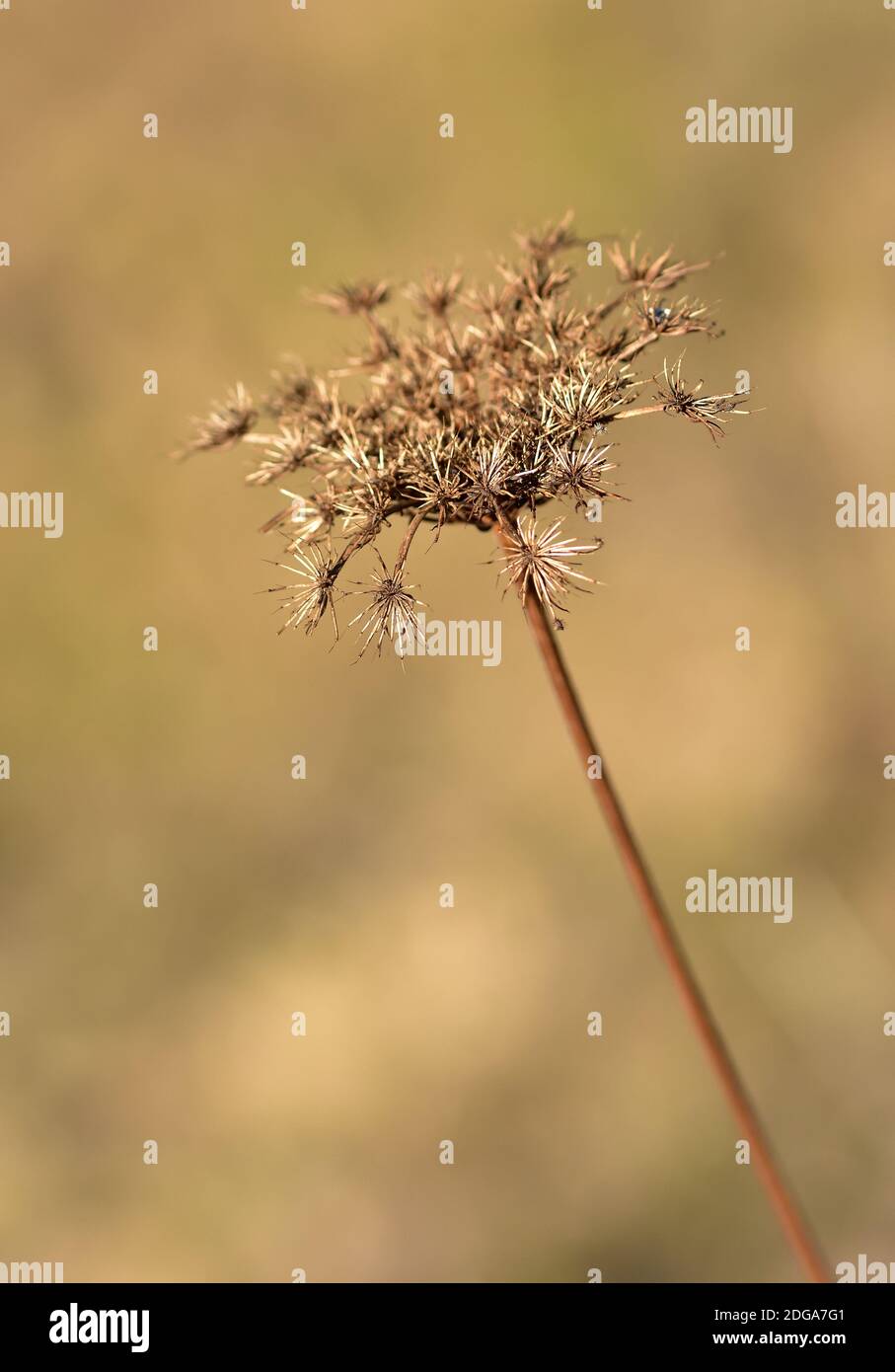 Flower of the Apiaceae family, photographed from below, with dark ...
