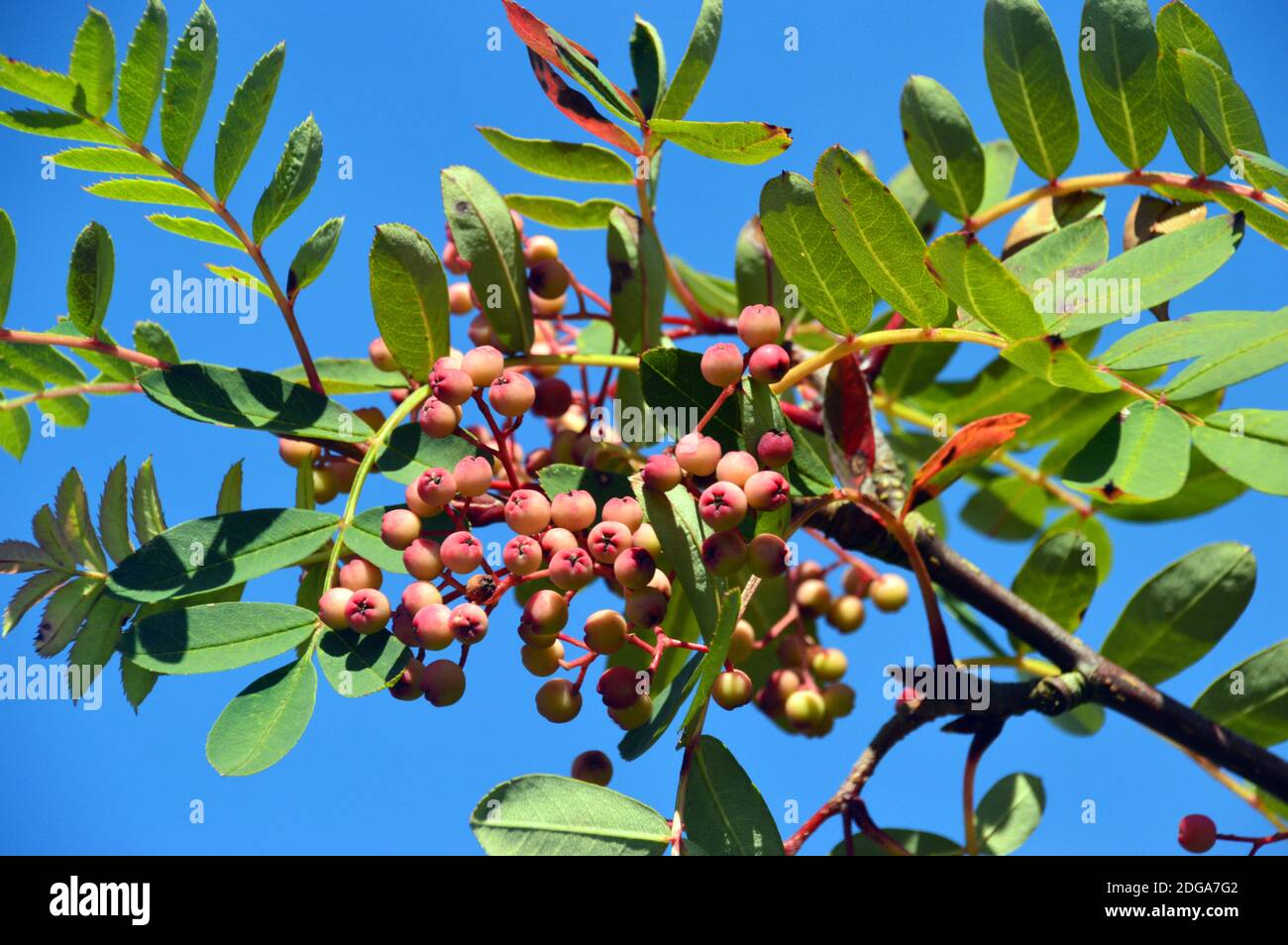 Sorbus pseudohupehensis pink pagoda hi-res stock photography and images ...