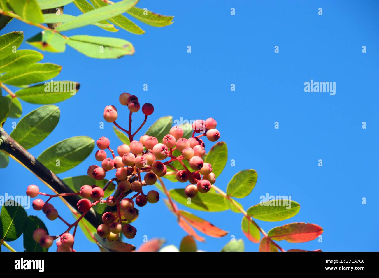 Pink Berries on Sorbus pseudohupehensis 'Pink Pagoda' Rowan Tree grown ...