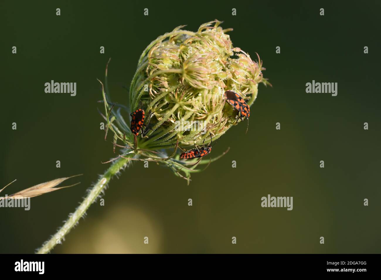 Flower of the Apiaceae family, photographed from below, with dark ...