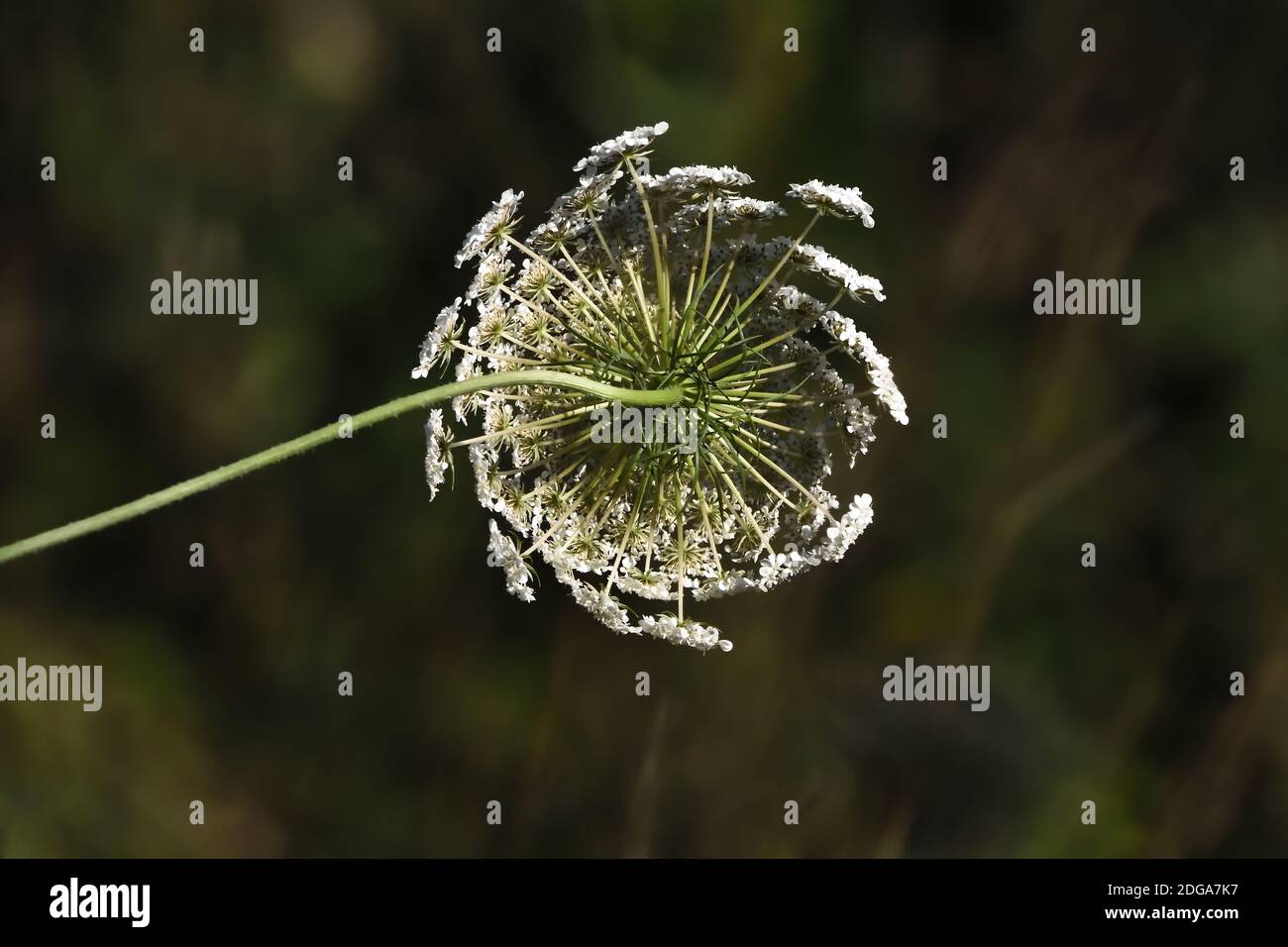 Flower of the Apiaceae family, photographed from below, with dark ...