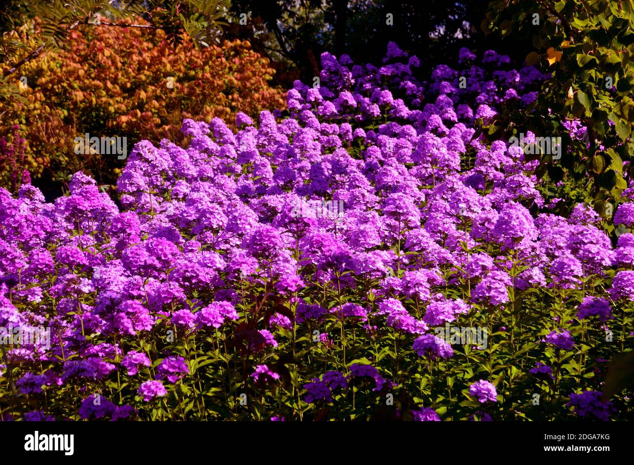 Mauve pink purple flowers hi-res stock photography and images - Alamy