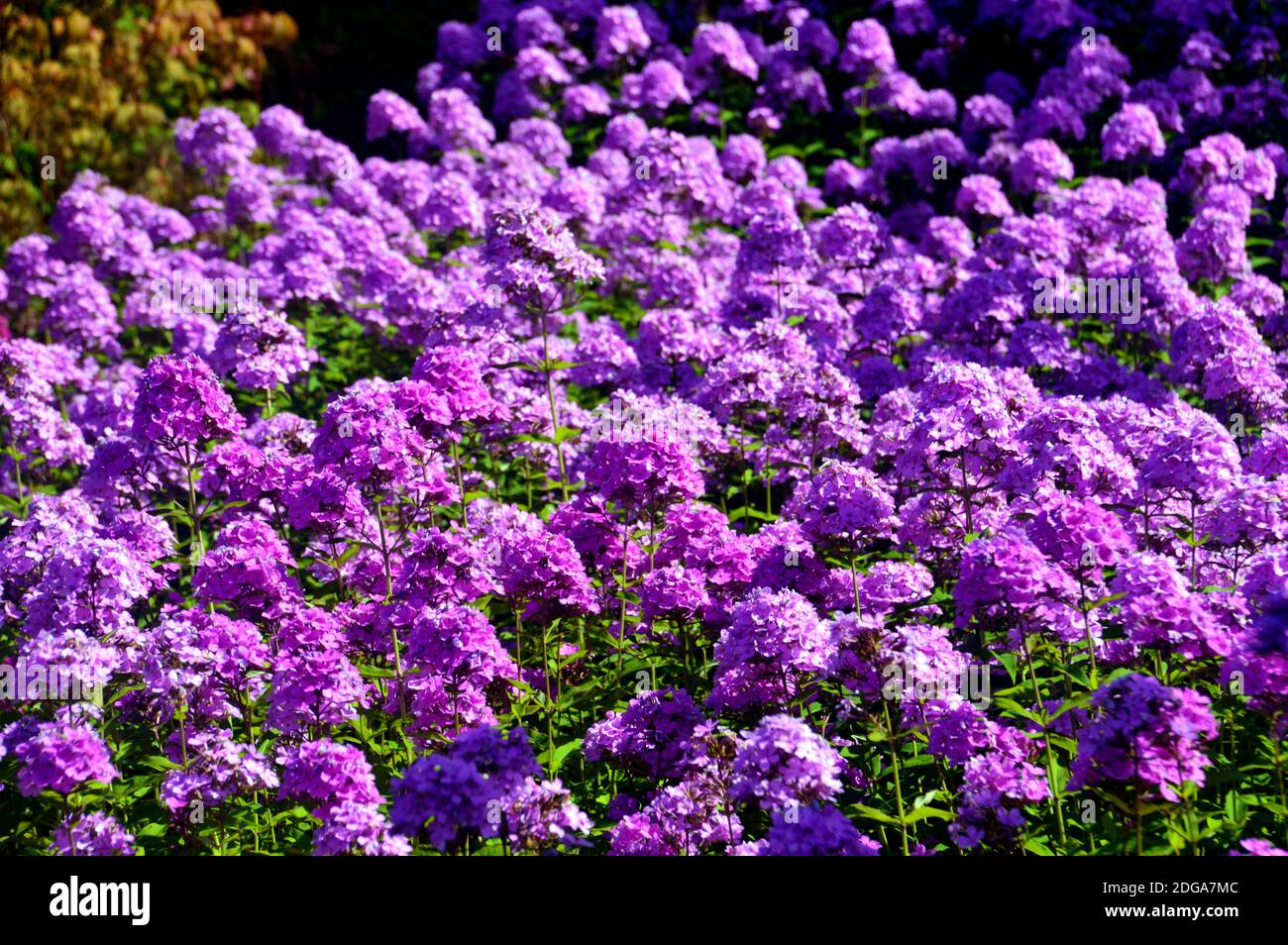 Mauve border hi-res stock photography and images - Alamy