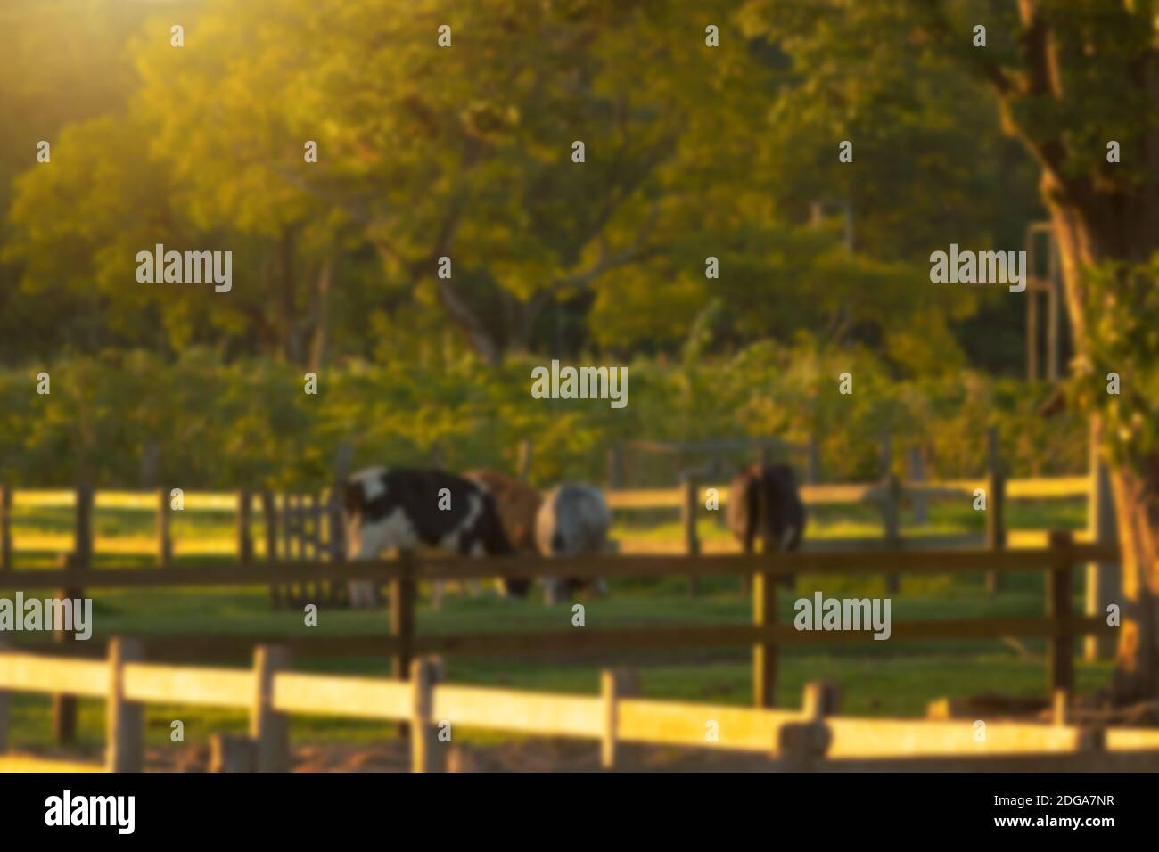 Rural blur background with animals and sunset. Farm concept image Stock ...