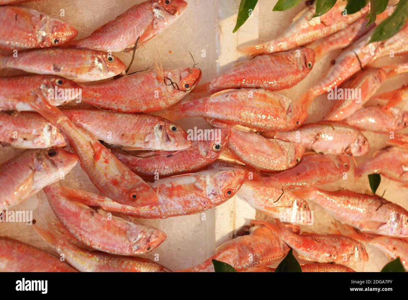Red fish stacked on ice at fish market Stock Photo - Alamy
