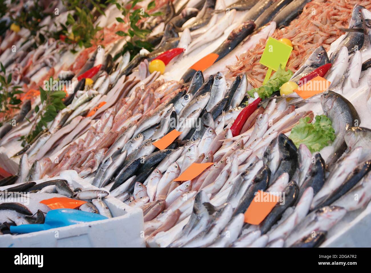 Various types of fish on display at fish market Stock Photo - Alamy