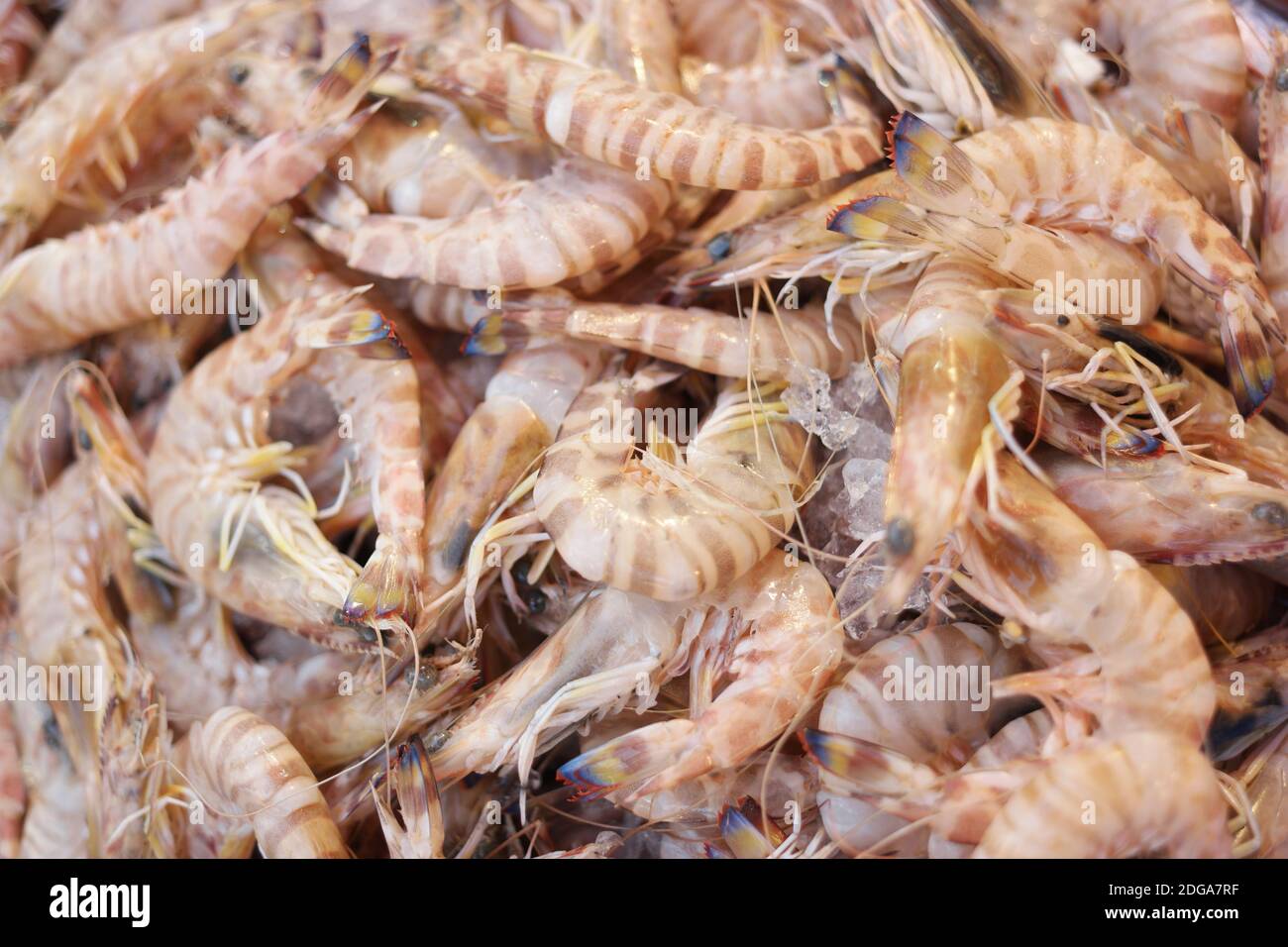 Striped prawn hi-res stock photography and images - Alamy