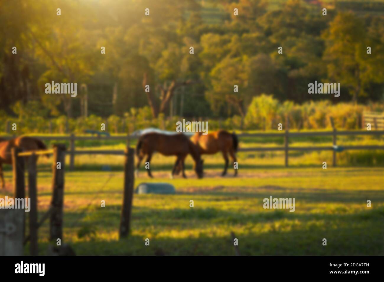 Rural blur background with animals and sunset. Farm concept image Stock ...