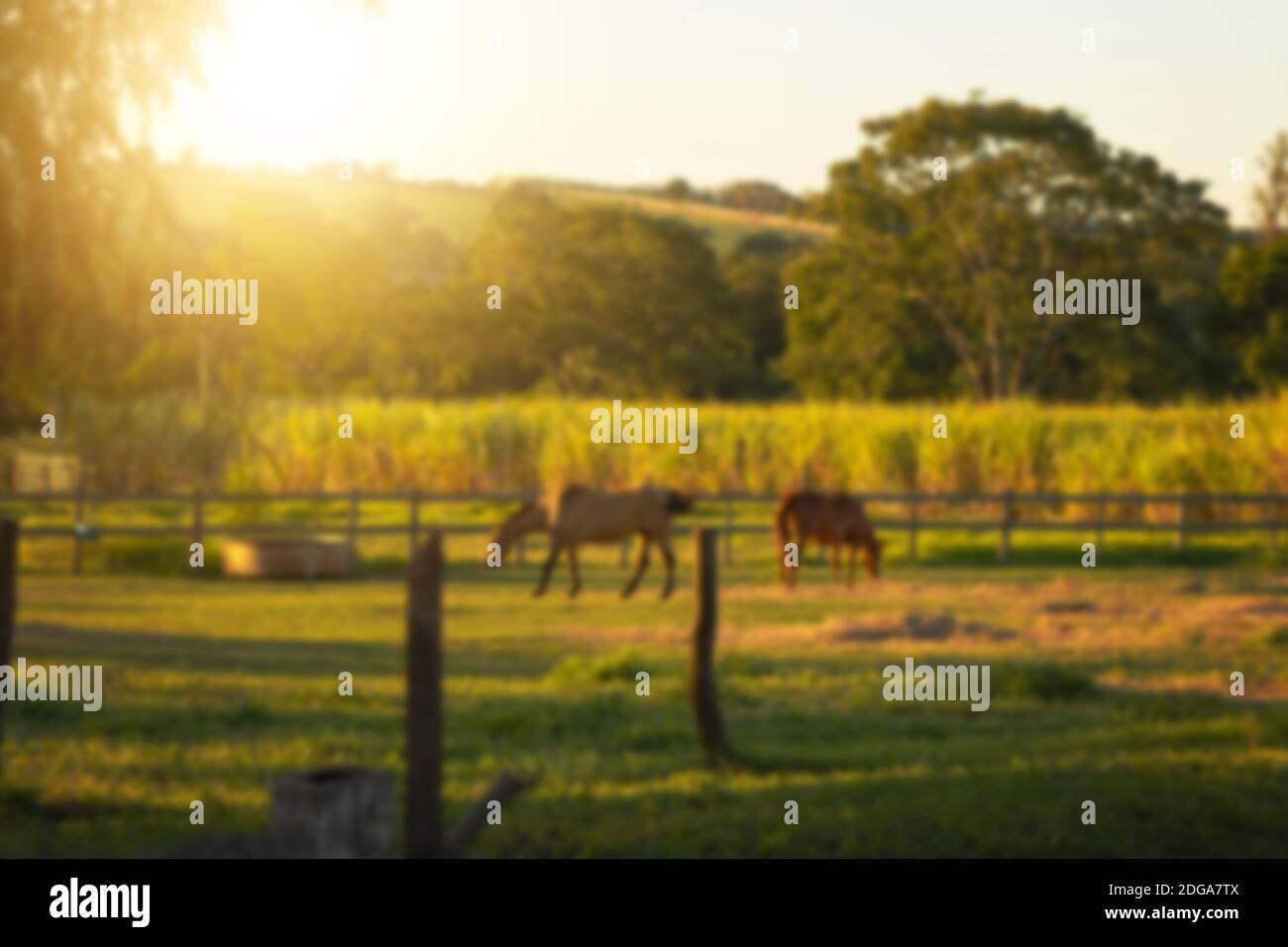 Rural blur background with animals and sunset. Farm concept image Stock ...
