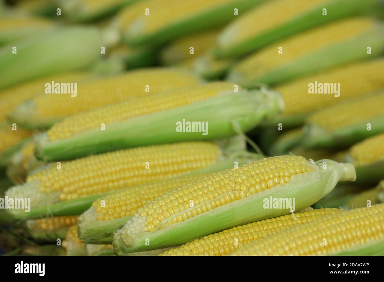 Pile corn cobs agriculture hi-res stock photography and images - Alamy