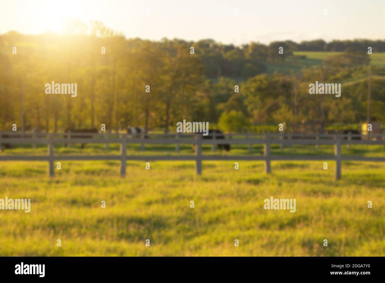 Rural blur background with animals and sunset. Farm concept image Stock ...