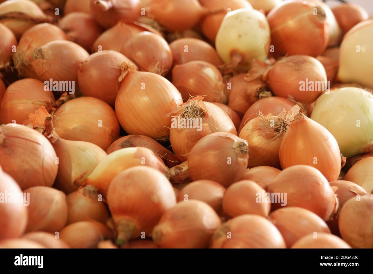 Heap of onions hi-res stock photography and images - Alamy