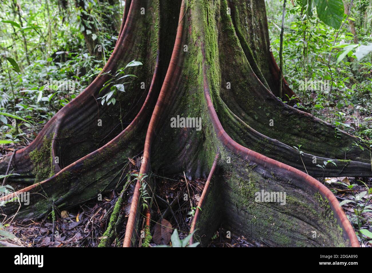 Board roots of a tree giant in the amazon area of Ecuador, South ...
