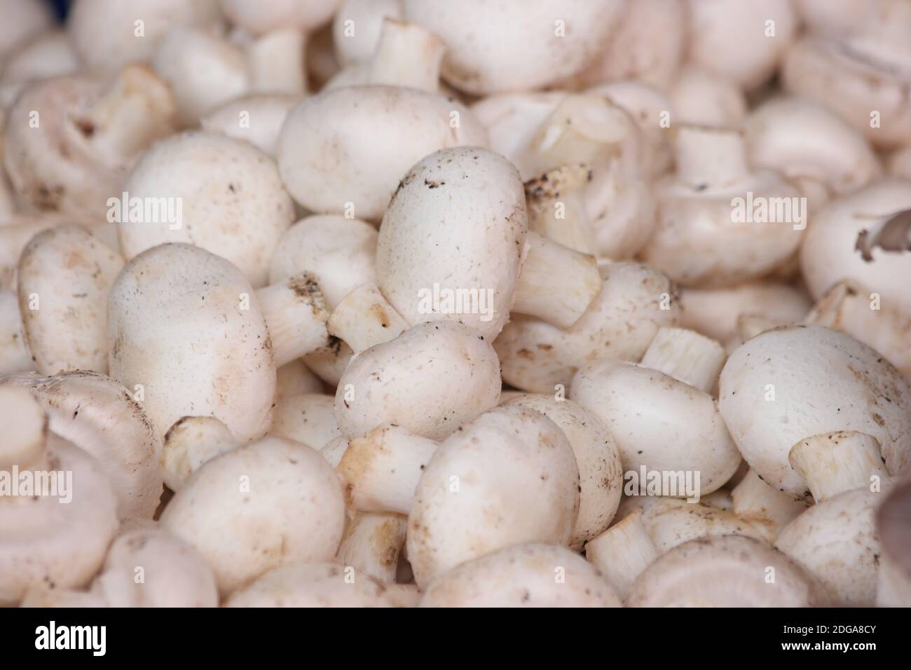 Champignons display hi-res stock photography and images - Alamy