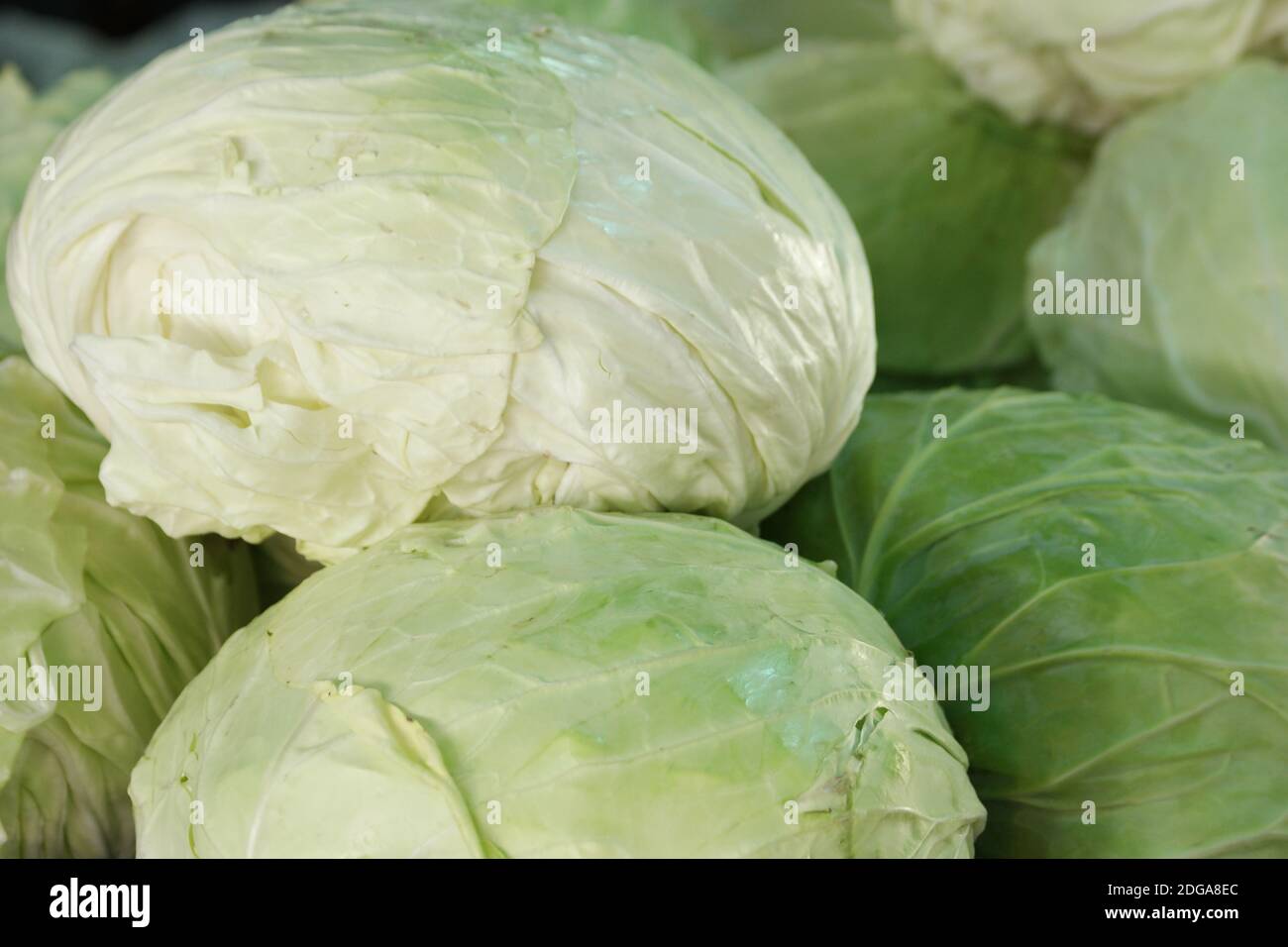 Heads of white cabbage close up Stock Photo - Alamy