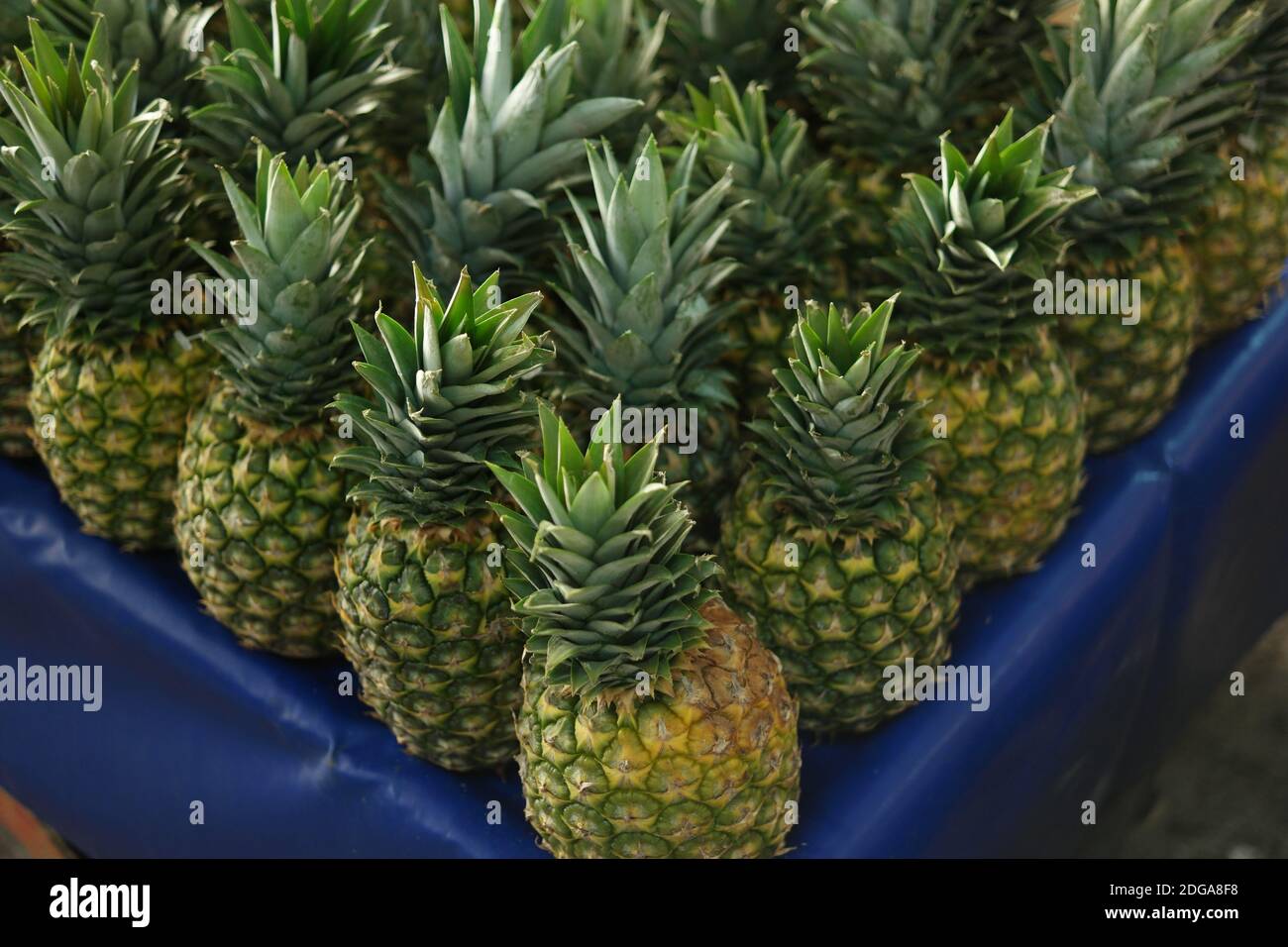 Pineapples on display at market stall Stock Photo - Alamy