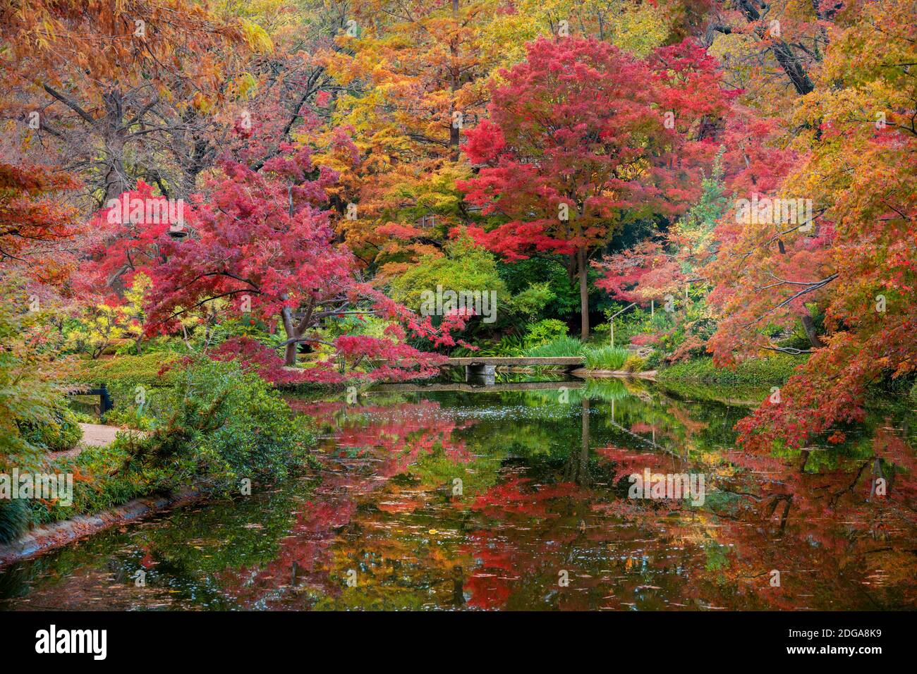 Fall Foliage in the Japanese Garden Stock Photo - Alamy