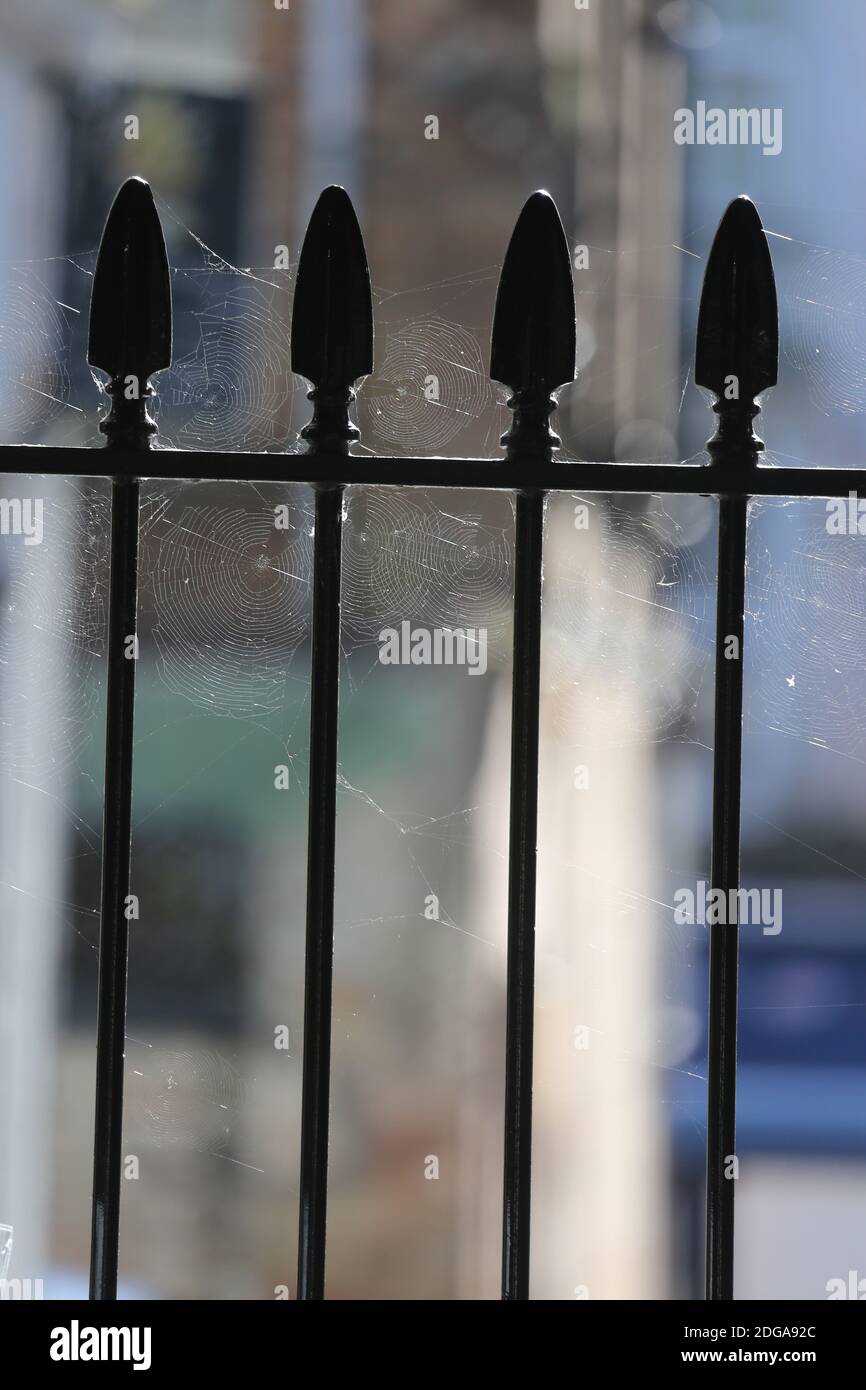 Clos up of black wrought iron railing with point or finials. Cobwebs ...