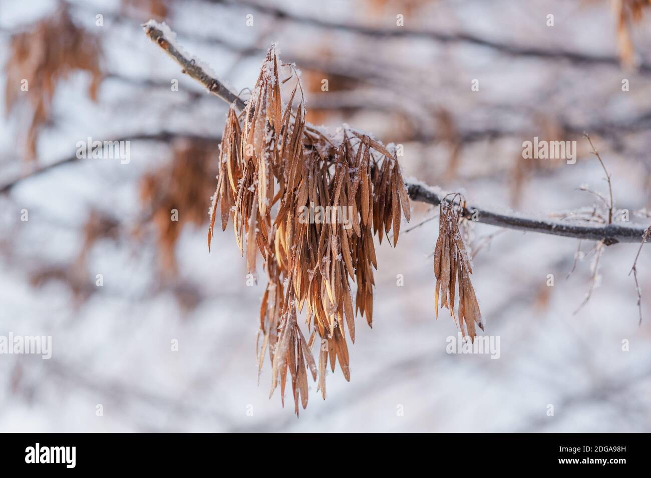 Seeds of European ash or Fraxinus excelsior covered with snow Stock ...