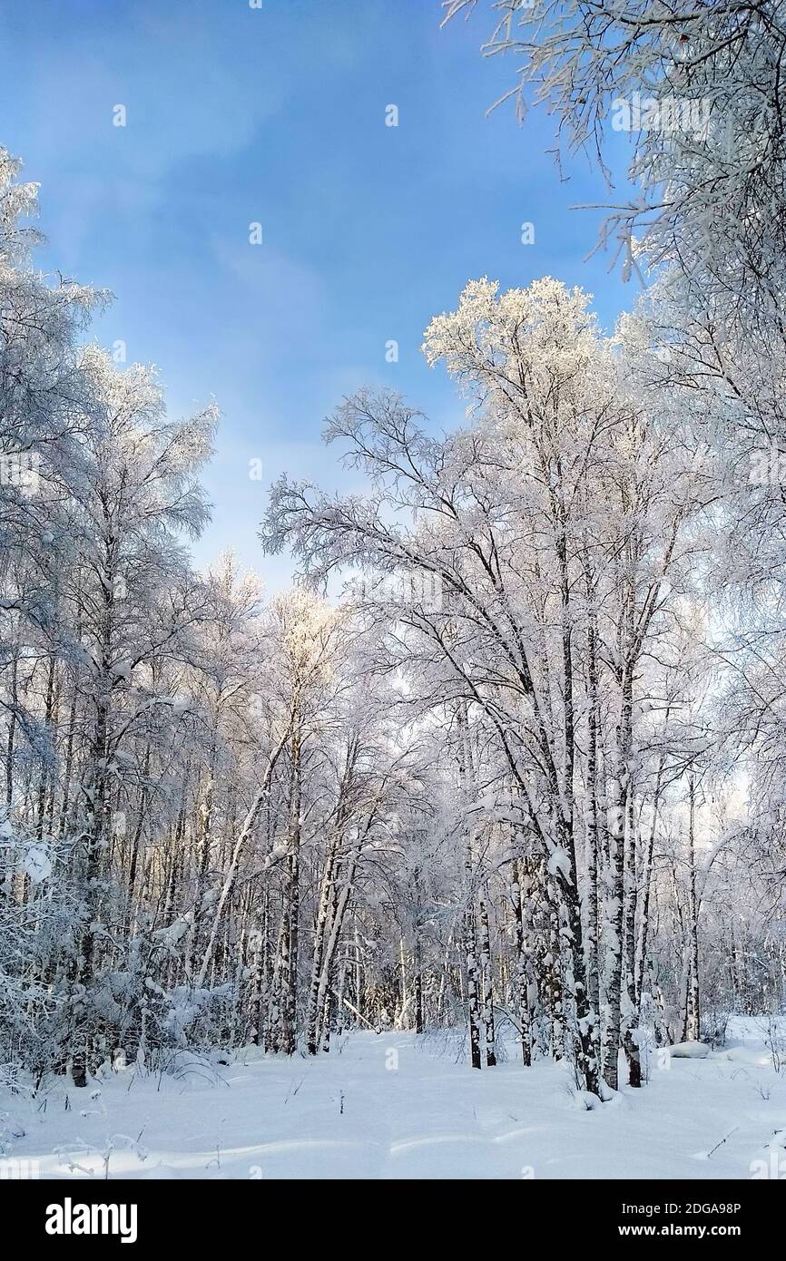 Cool climate forest hi-res stock photography and images - Alamy