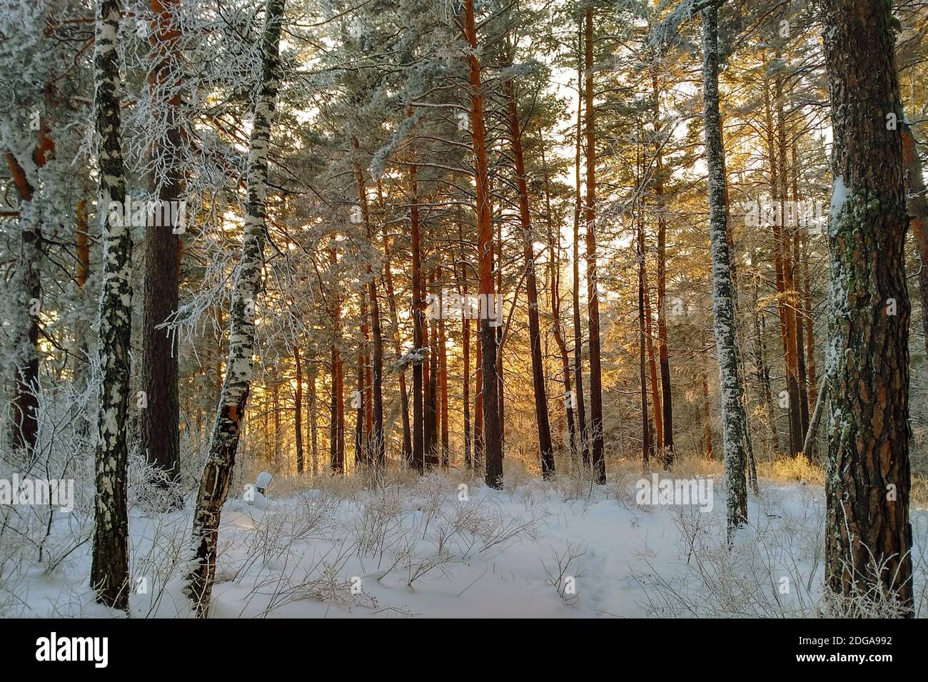 Winter Forest Landscape Stock Photo - Alamy