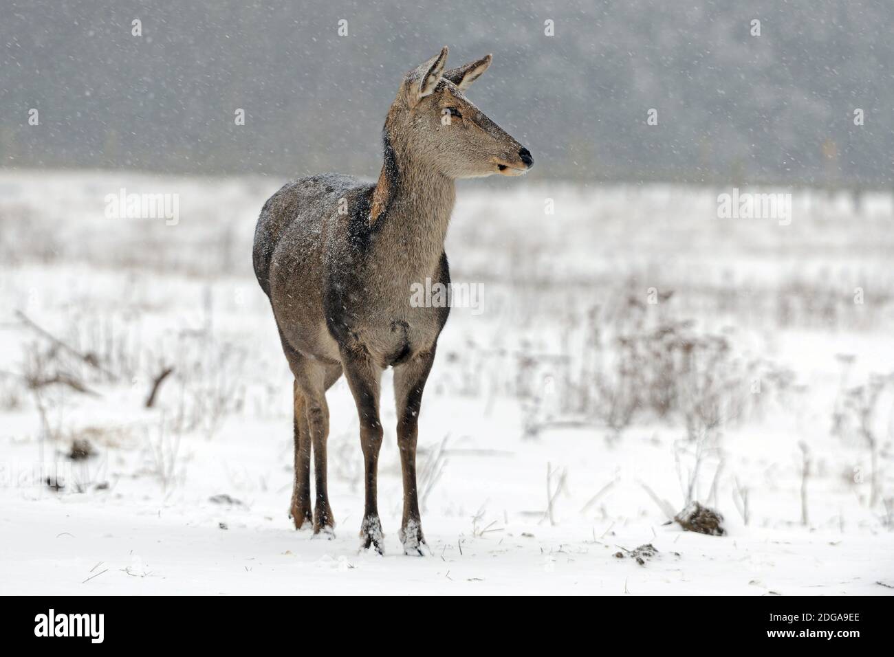 Hirschkuh hi-res stock photography and images - Alamy