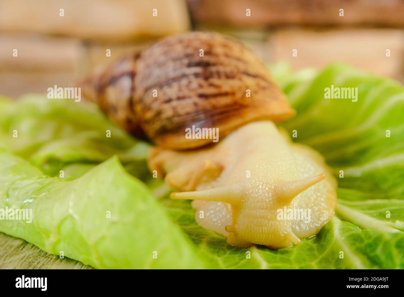 Yellow big achatina snail and green salad on a surface of table Stock ...