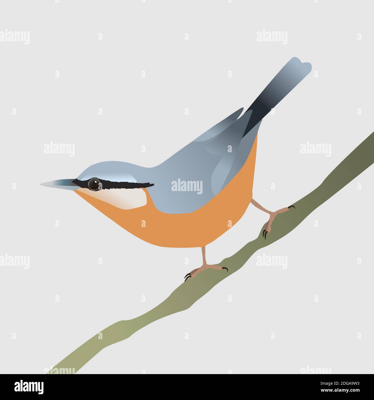 A vector illustration of a nuthatch. The bird is sitting on a diagonal ...