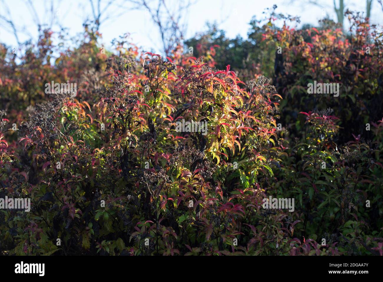 Spiraea japonica 'Lemon Princess' Stock Photo - Alamy