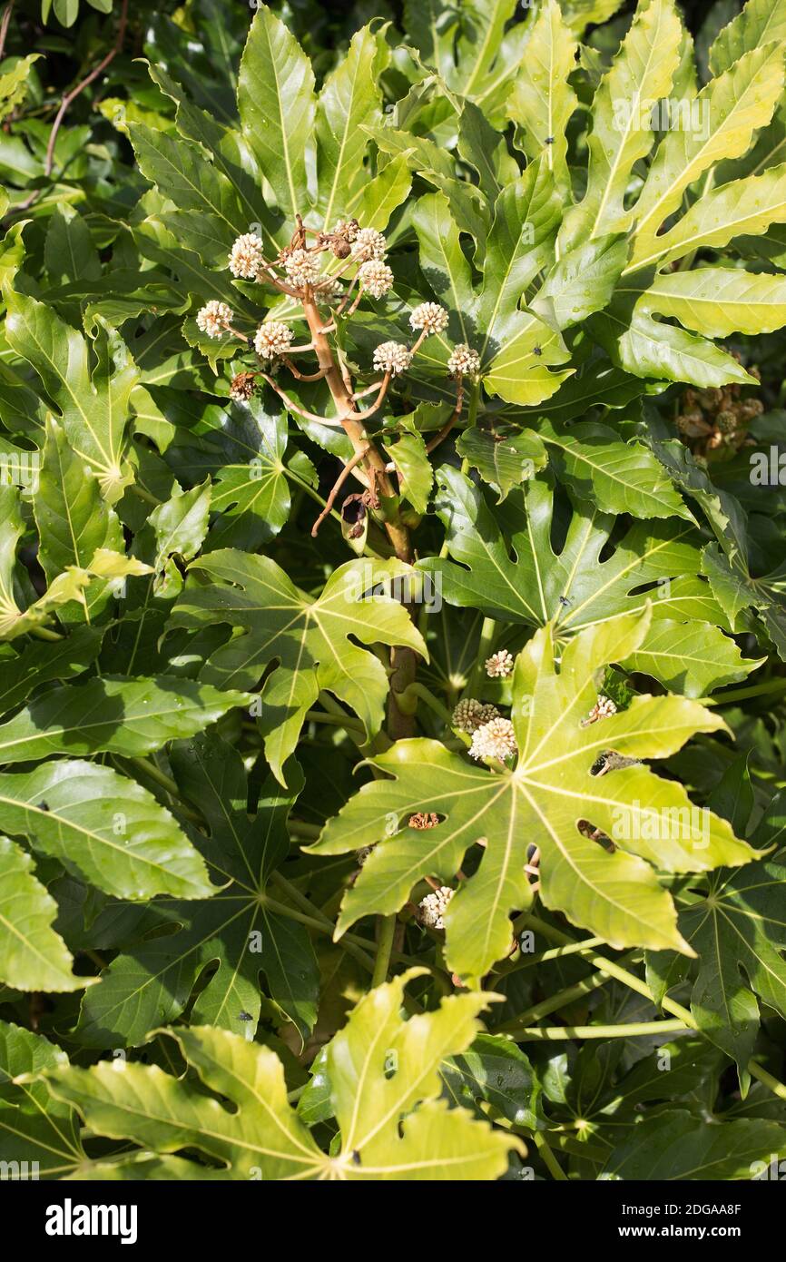 Fatsia High Resolution Stock Photography and Images - Alamy