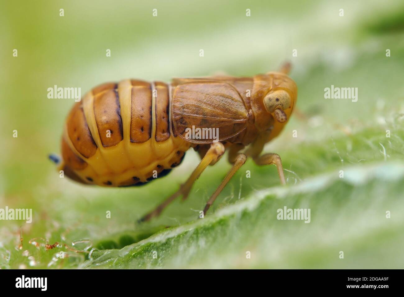 Ditropis pteridis planthopper female hi-res stock photography and ...