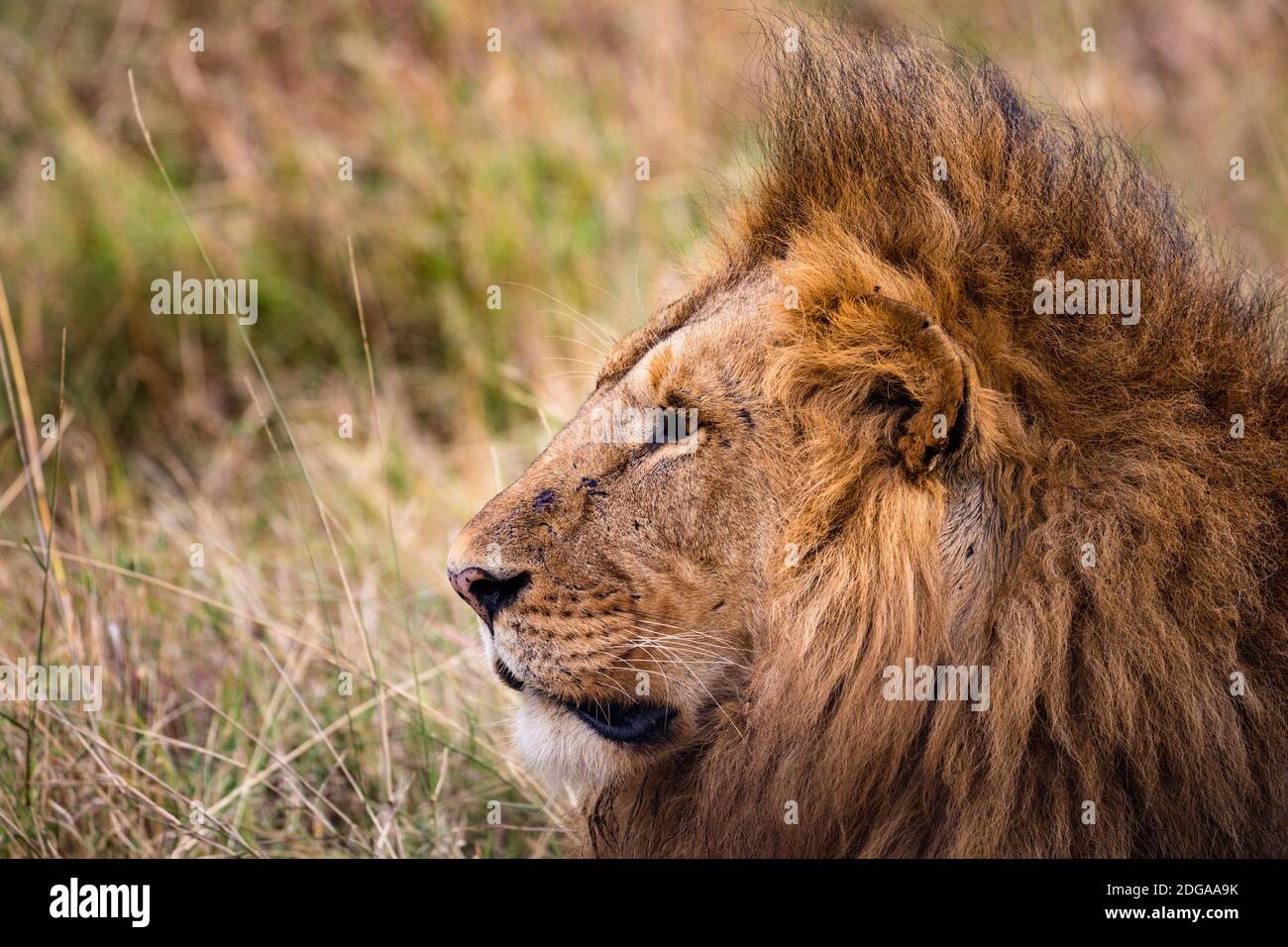 Wildlife Animals At The Maasai Mara National Reserve Park In Narok ...