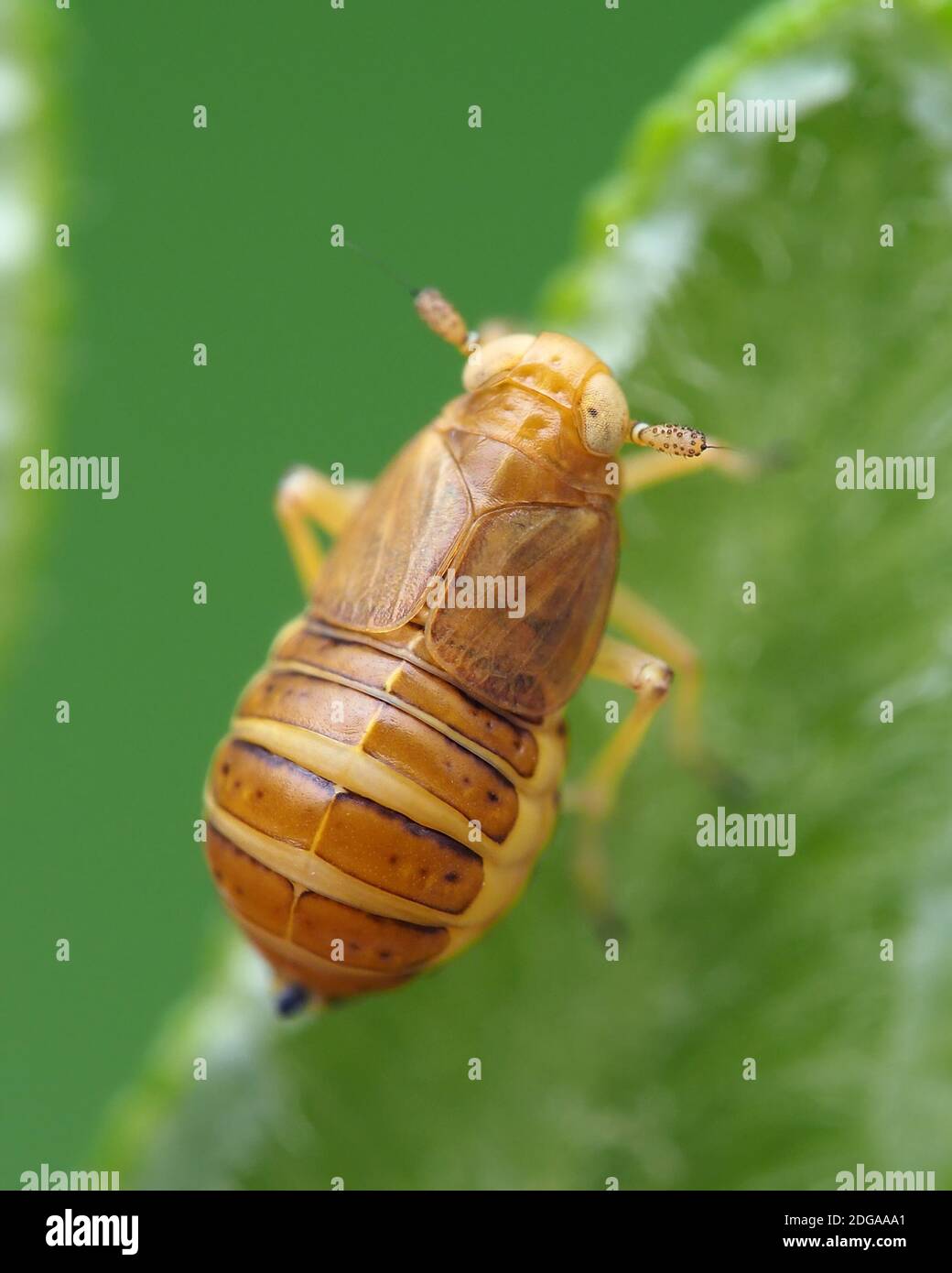 Ditropis pteridis planthopper female crawling on bracken fern ...