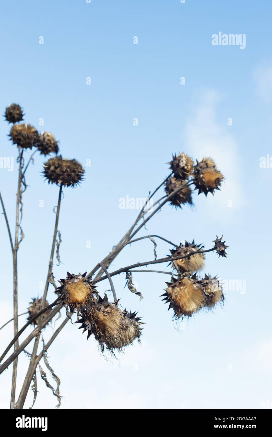 Dried thistle in winter hi-res stock photography and images - Alamy