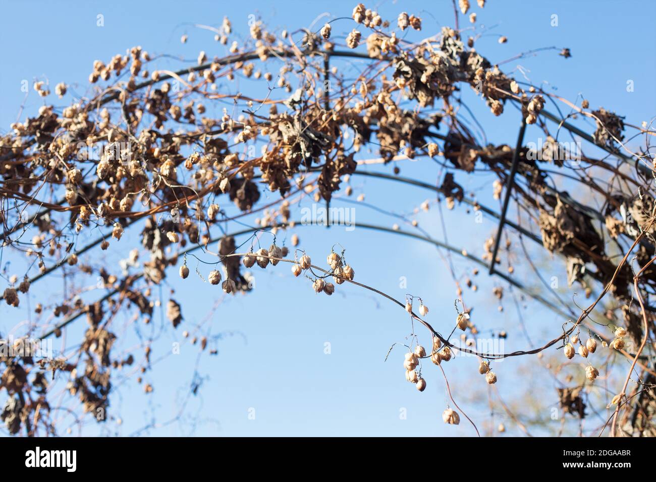 Common hops hi-res stock photography and images - Alamy