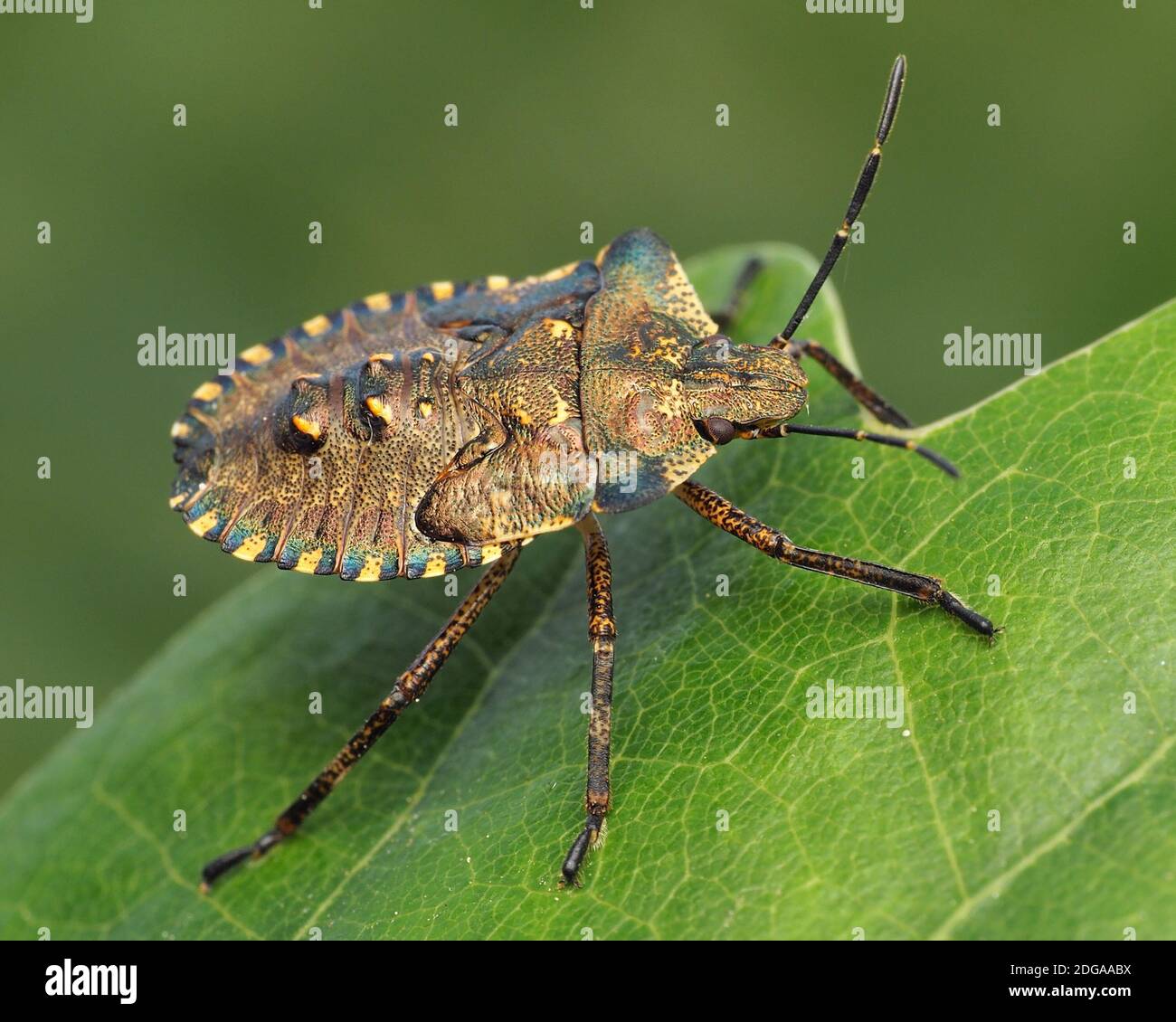 Forest Shieldbug final instar nymph (Pentatoma rufipes) resting on oak ...