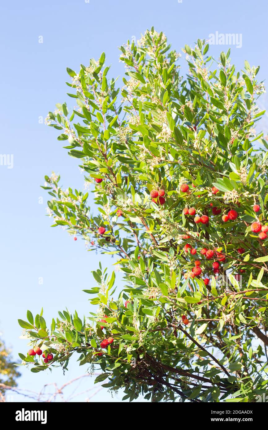 Arbutus unedo - strawberry tree Stock Photo - Alamy