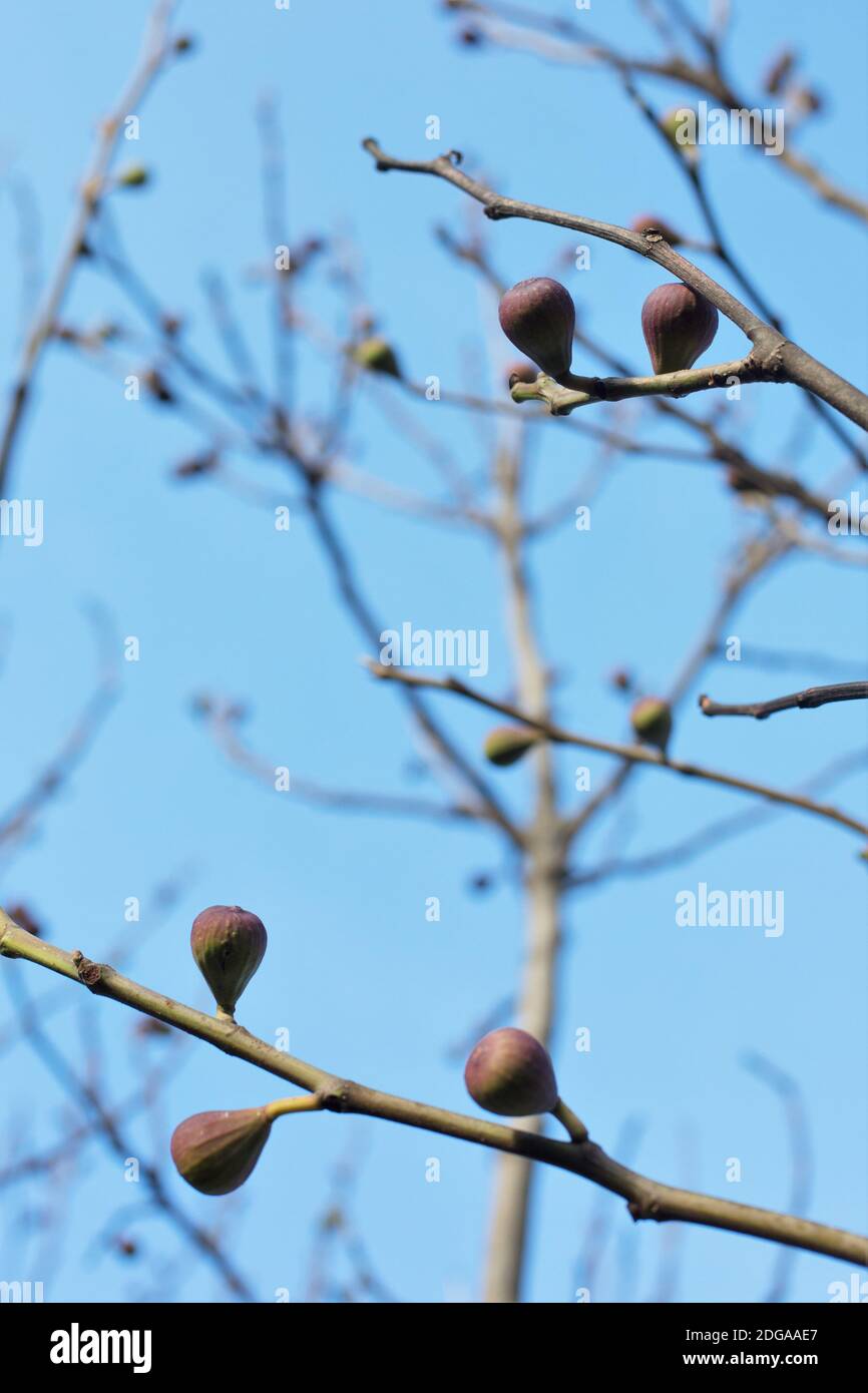 Negronne fig tree - ficus carica Stock Photo - Alamy