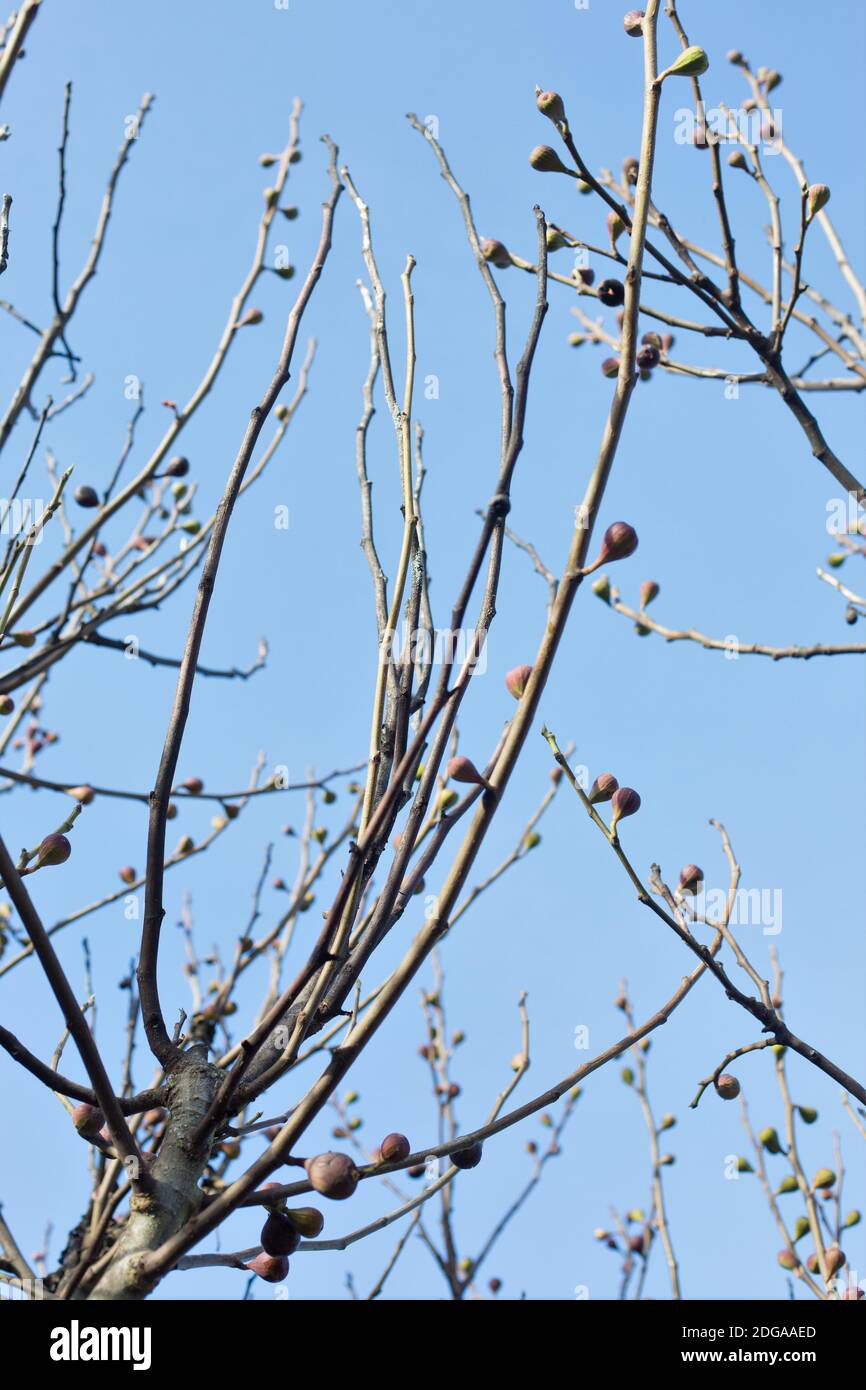 Negronne fig tree - ficus carica Stock Photo - Alamy