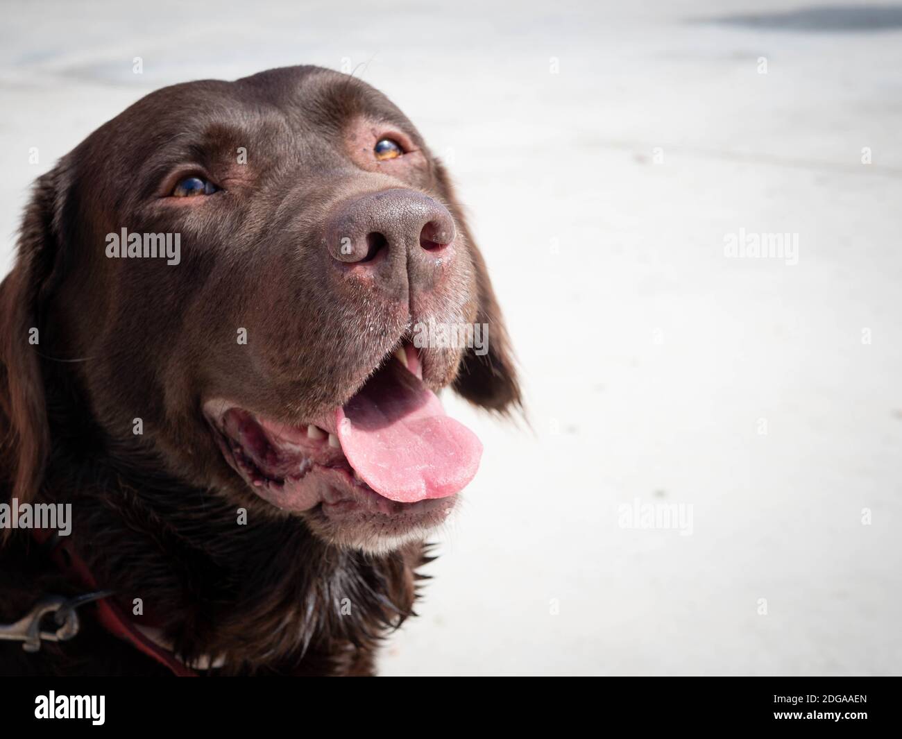 A closeup portrait of a cute chocolate lab Stock Photo - Alamy