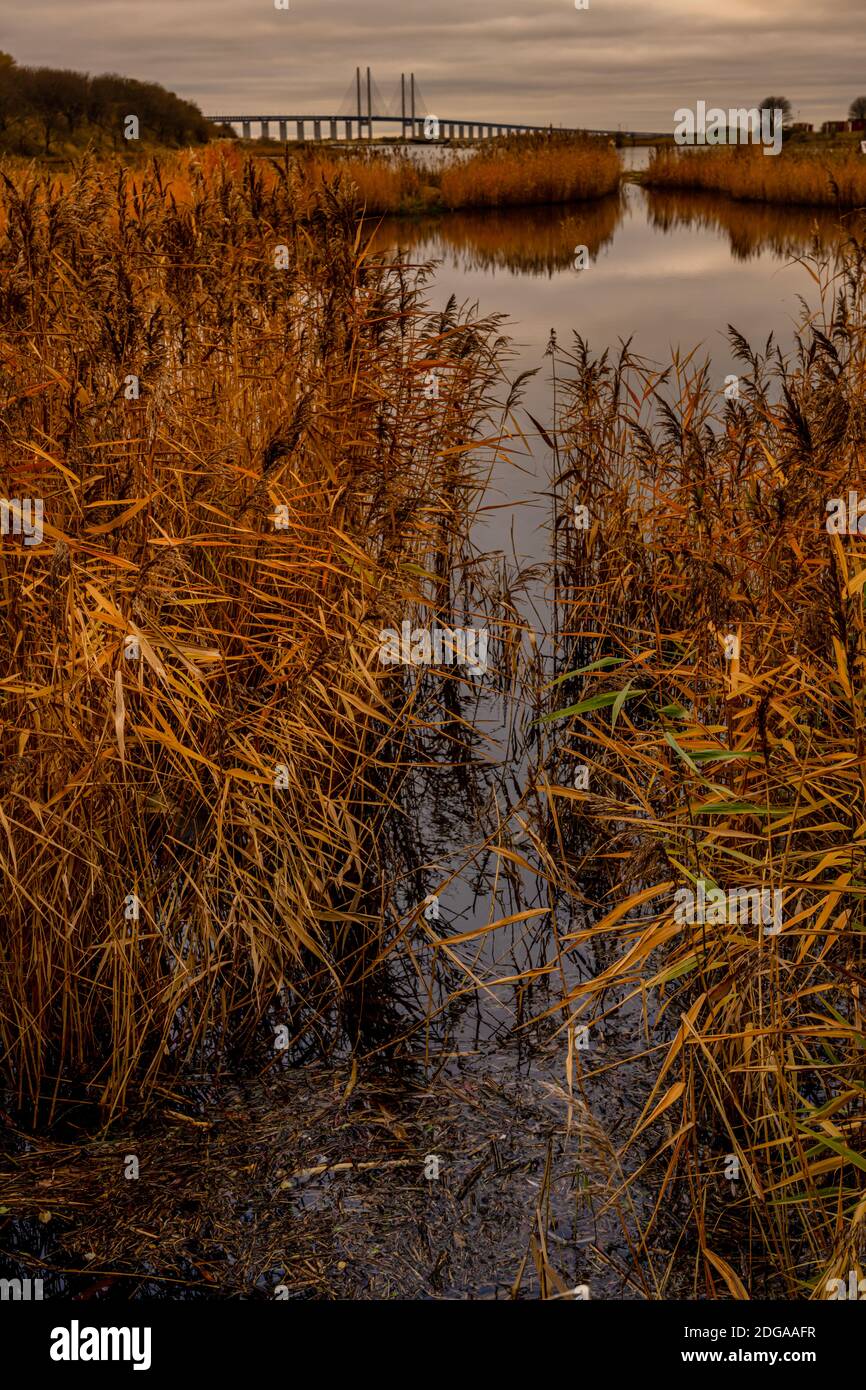 A beautiful picture of reeds that appear in red in the sunset light ...