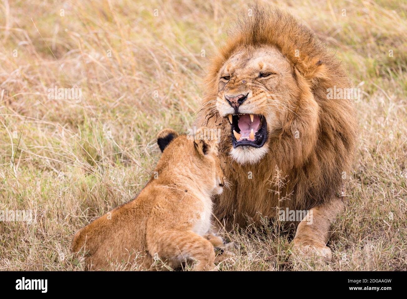 Wildlife Animals At The Maasai Mara National Reserve Park In Narok ...