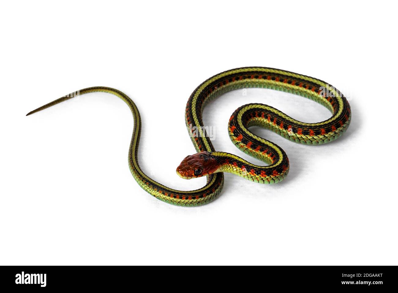 Small Common gartersnake snake aka Thamnophis sirtalis infernalis ...