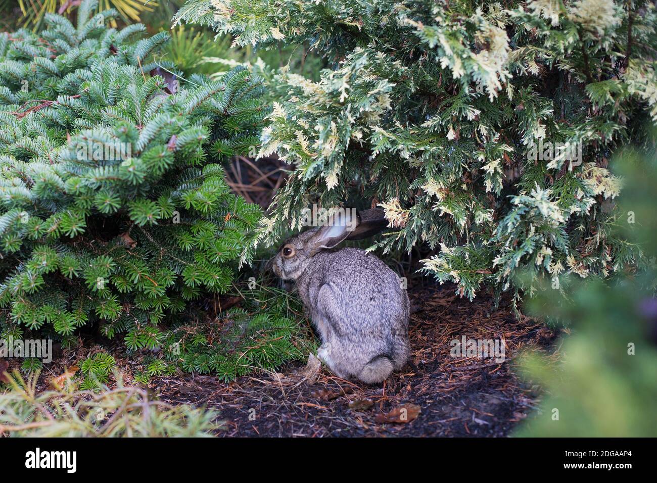 Rabbit hiding hi-res stock photography and images - Alamy