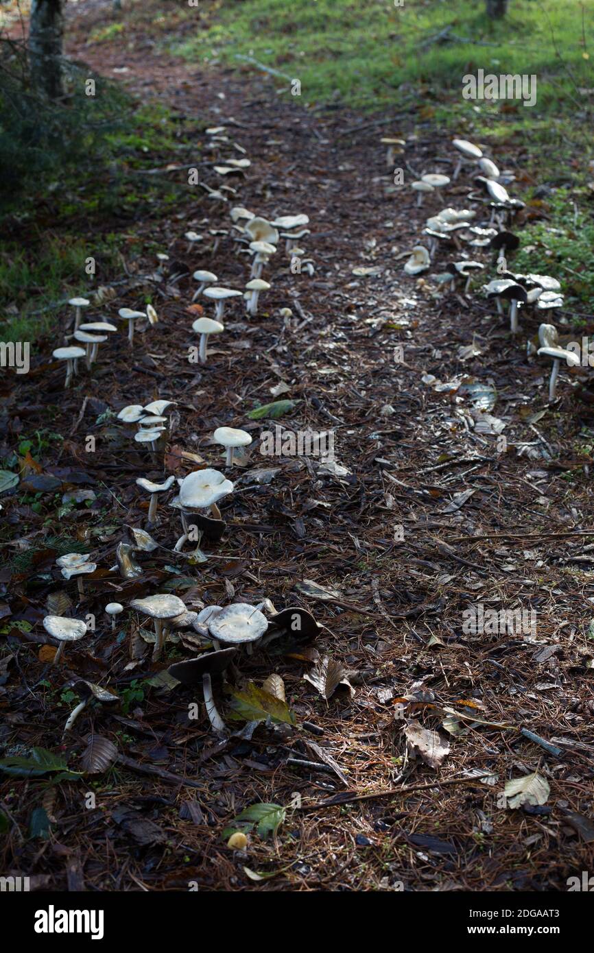 Mushrooms line a walking path in Oregon, USA Stock Photo - Alamy