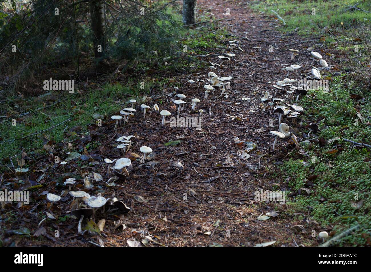 Walking by mushrooms hi-res stock photography and images - Alamy